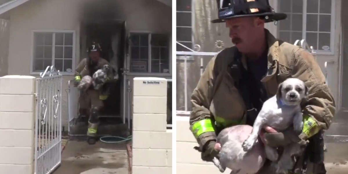 Firefighter Enters Burning Home To Save Two Dogs Trapped Inside - The Dodo