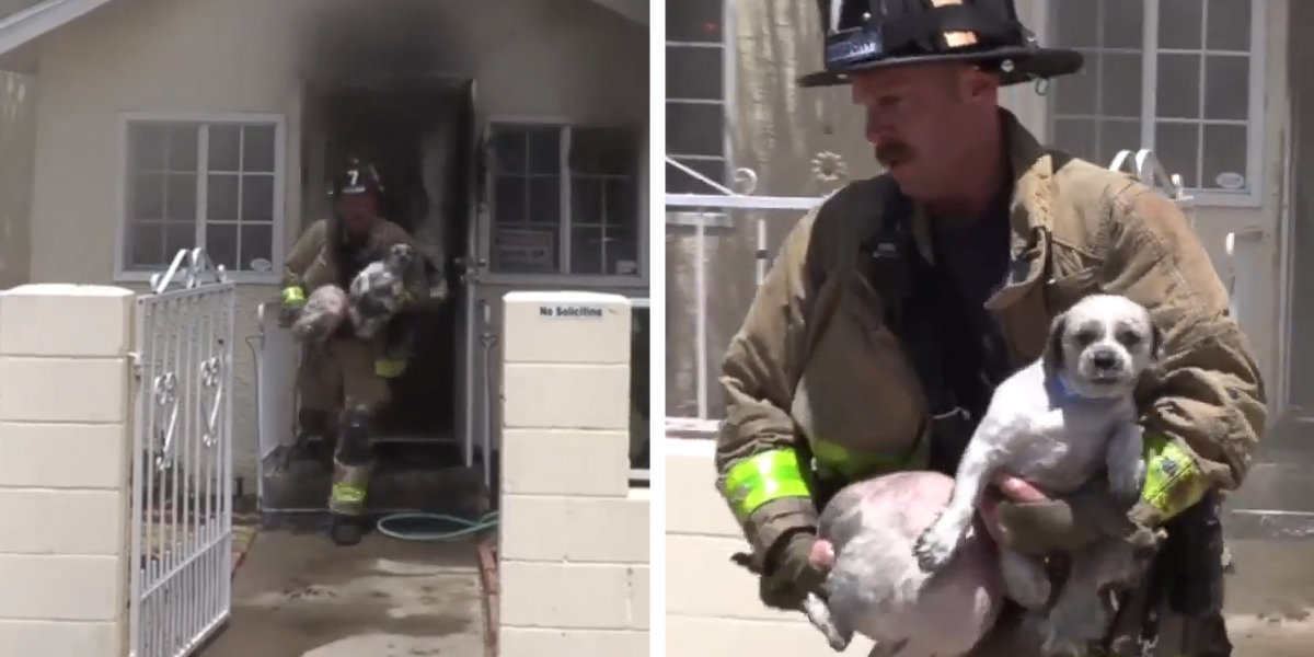 Firefighter Enters Burning Home To Save Two Dogs Trapped Inside - The Dodo
