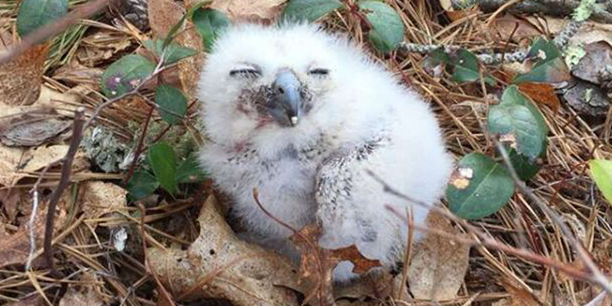 Fluffy Baby Owl