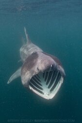 Scary-Looking Basking Sharks Are The Gentle Giants Of The Ocean - The Dodo