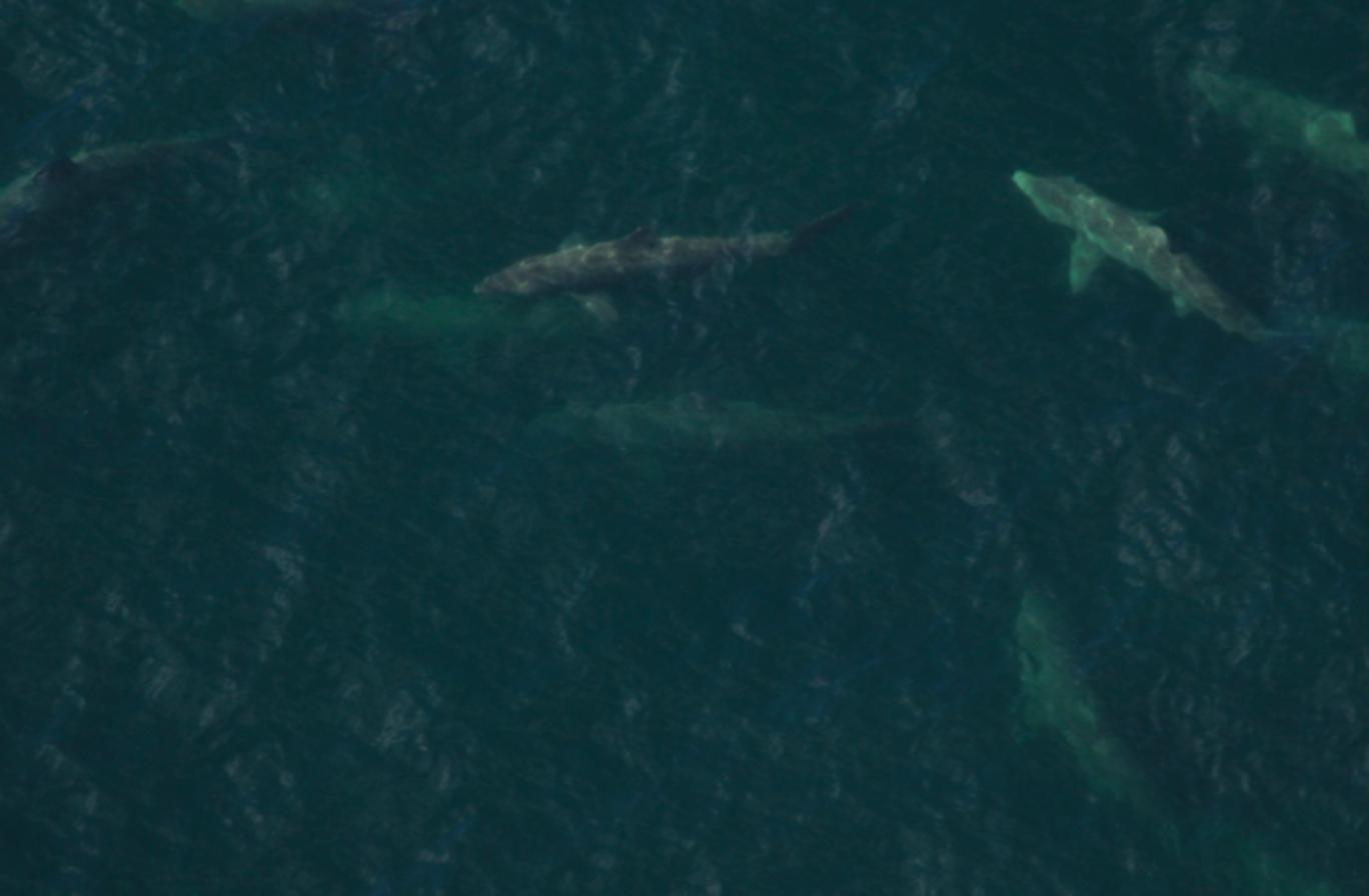Scary-Looking Basking Sharks Are The Gentle Giants Of The Ocean - The Dodo