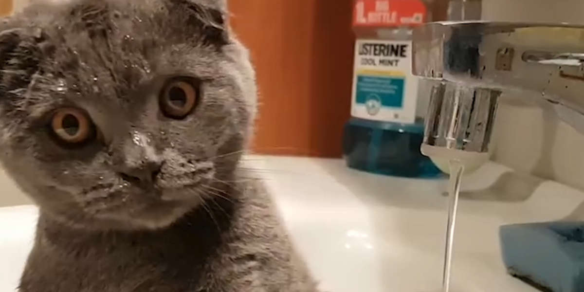 Cat Loves Taking A Relaxing Shower In The Sink - Videos - The Dodo