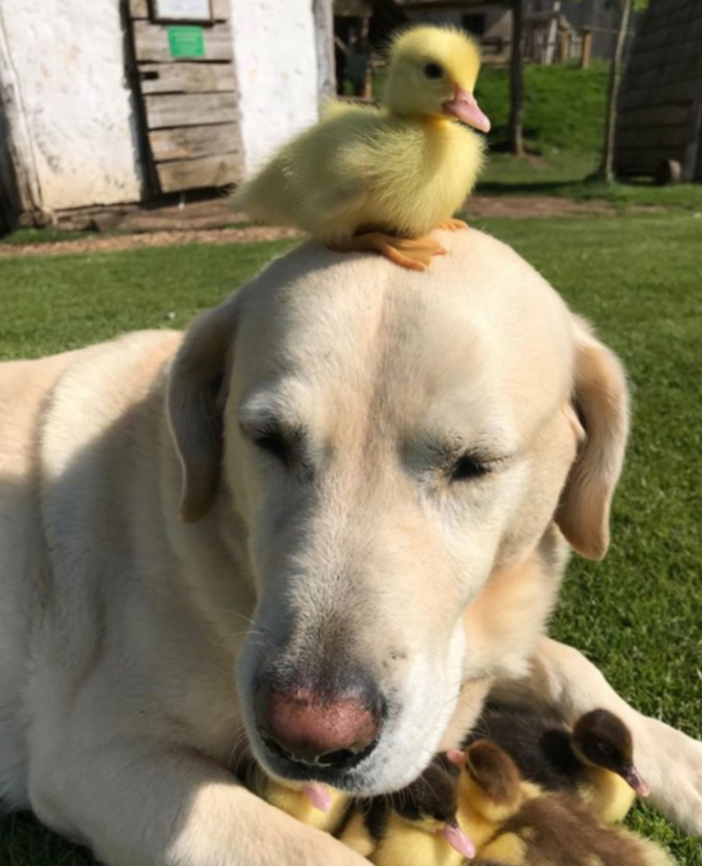 Dog Adopts 9 Tiny Orphan Ducklings - The Dodo