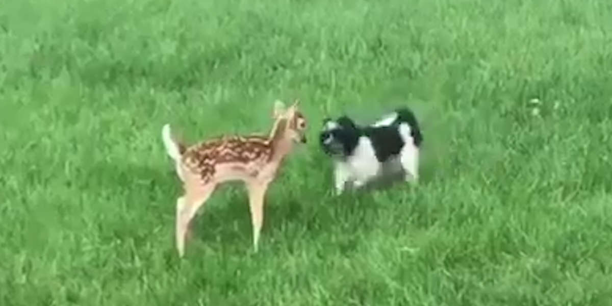 The Most Amazing Times Wild Animals Wandered Into Backyards - Videos ...