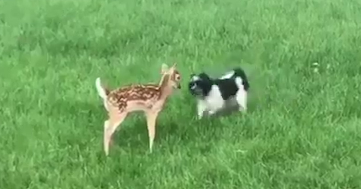 The Most Amazing Times Wild Animals Wandered Into Backyards - Videos ...