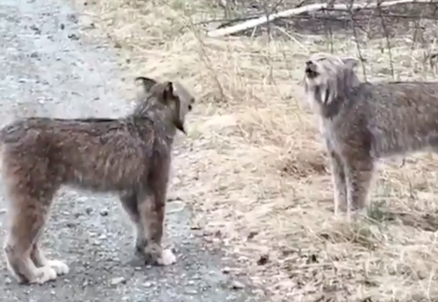 Two Lynx Screaming at Each Other Caught on Video in Canada - Thrillist