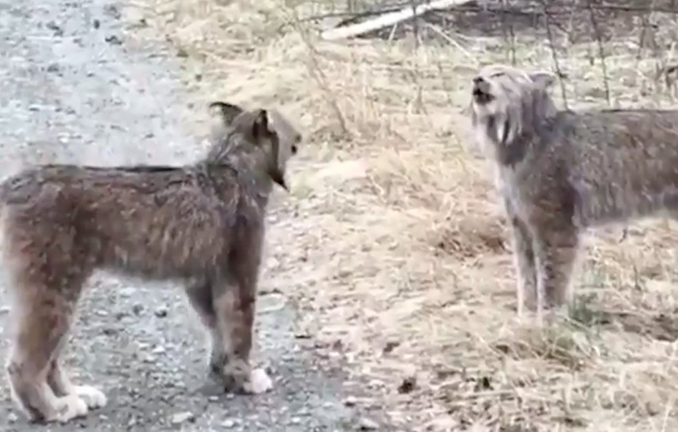 Two Lynx Screaming at Each Other Caught on Video in Canada - Thrillist