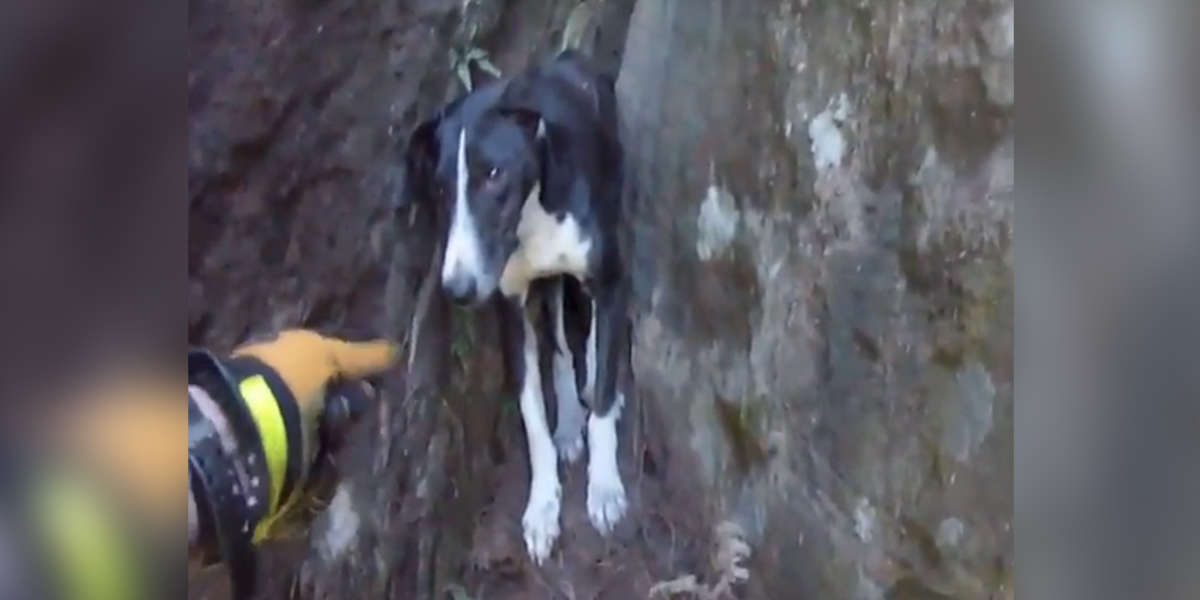 Firefighters Rescue Missing Dog Trapped For 6 Days On Rocky Cliff - The ...