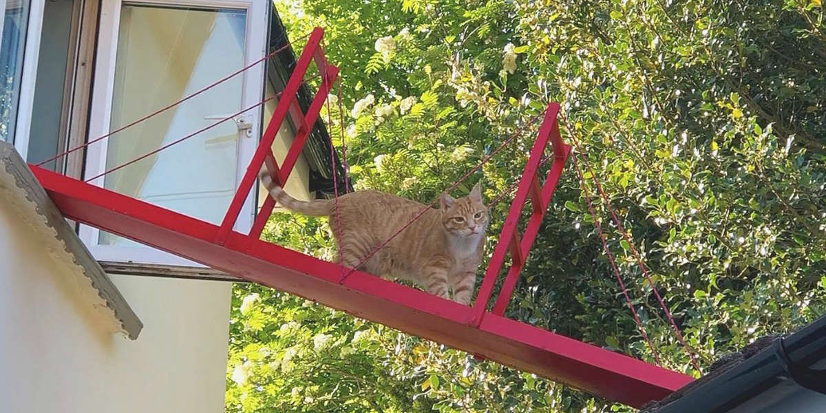 Man Builds Golden Gate Bridge Replica For His Cat - The Dodo