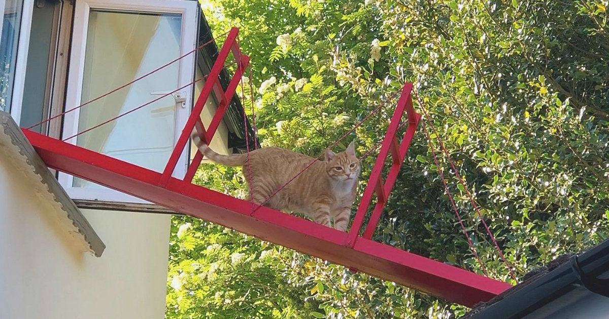Man Builds Golden Gate Bridge Replica For His Cat - The Dodo