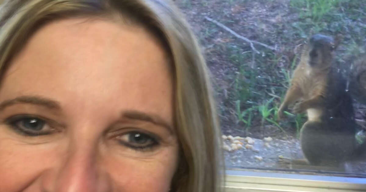 Special Squirrel Visits Woman’s Window Every Single Day - The Dodo