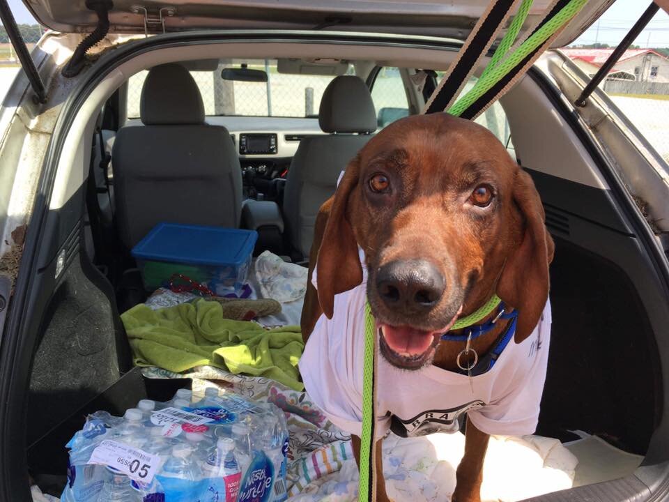 How Far Will A Lost Dog Travel