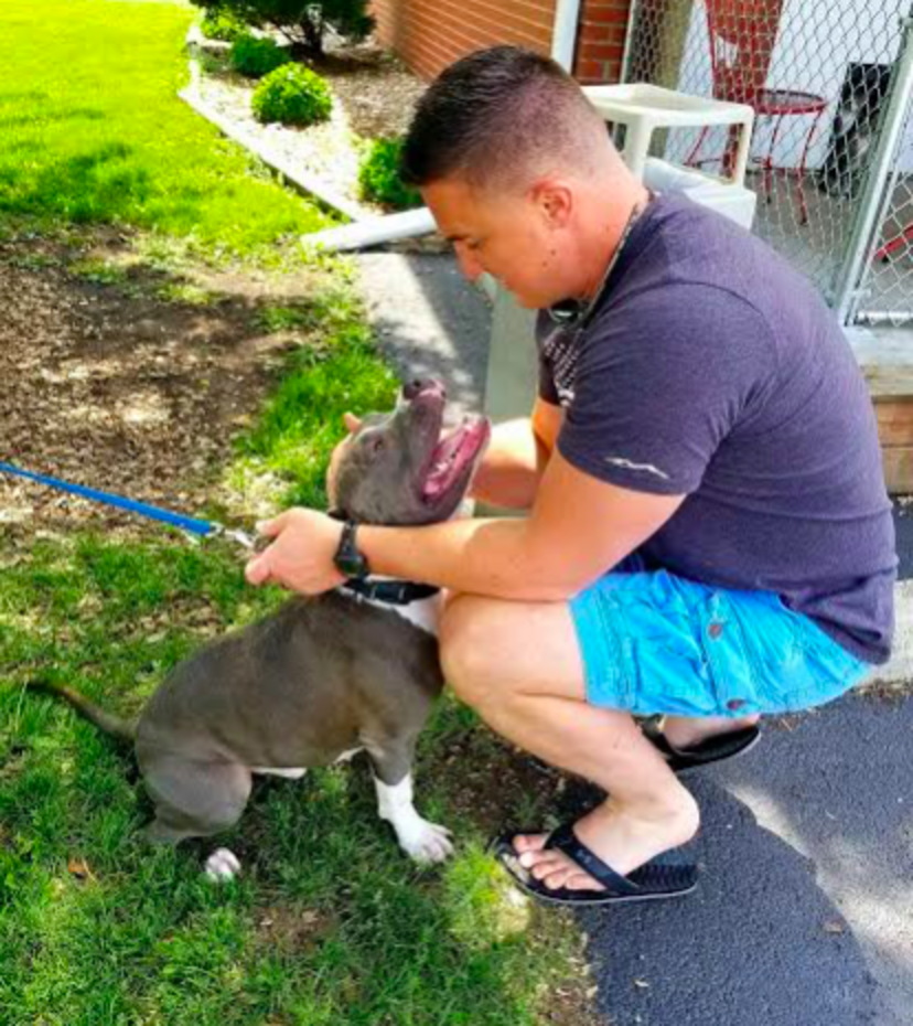 Bald Pit Bull Found Wandering Chicago Streets Is Looking For A Home ...