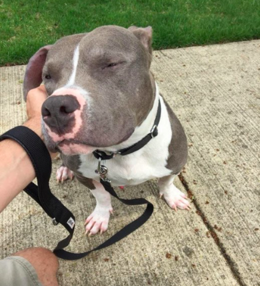 Bald Pit Bull Found Wandering Chicago Streets Is Looking For A Home ...