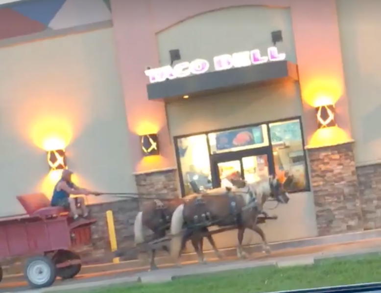 Taco Bell Serves Man on Horse Drawn Cart at Drive-Thru Window - Thrillist