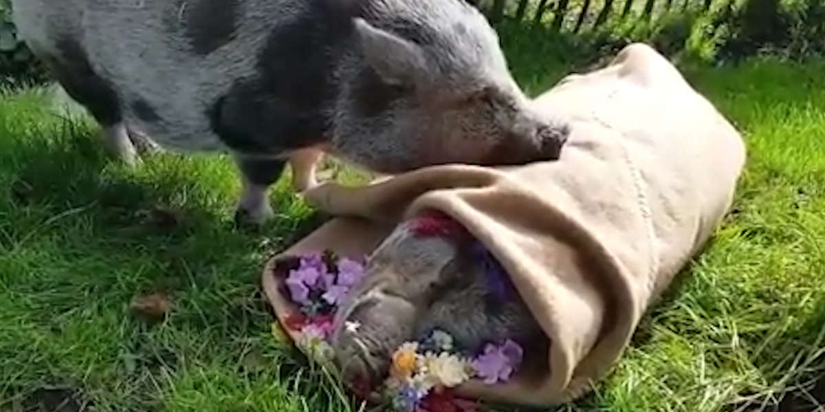 Pet Pig Says A Very Loving Goodbye To His BFF - Videos - The Dodo