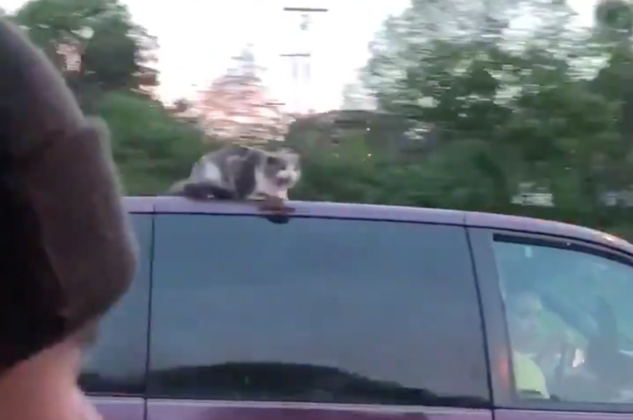 Cat Rides on the Roof of a Van Driving 60 MPH in Wild Video - Thrillist