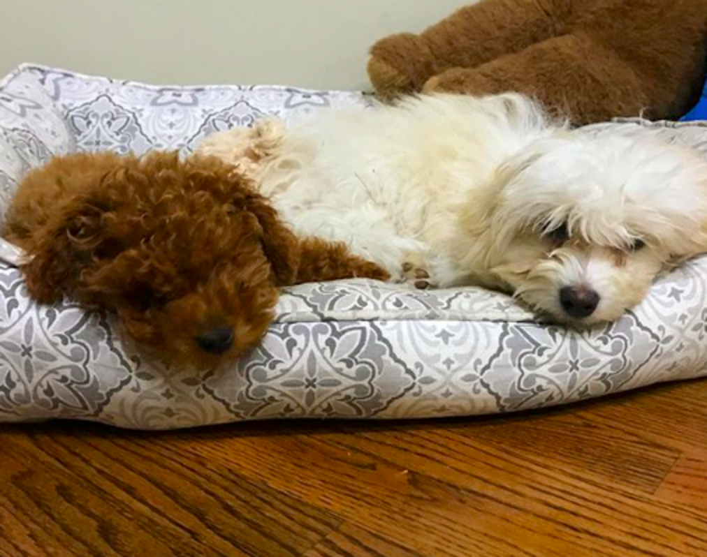 Poodle Puppy Born Without Eyes Gets Amazing New Life - The Dodo