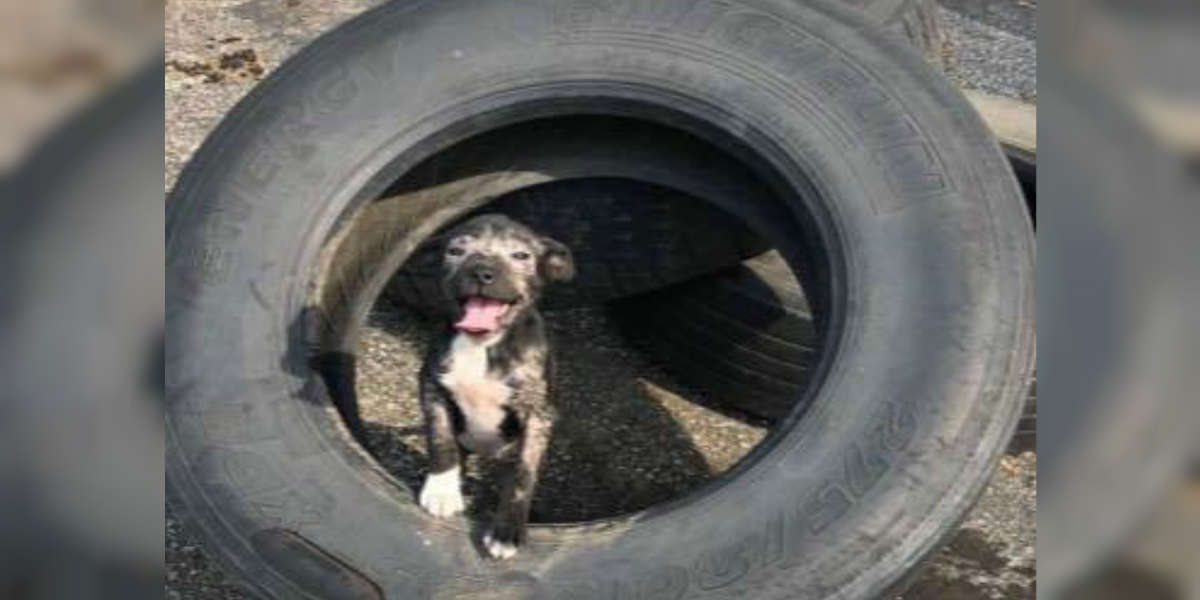 Stray Puppy Living In Tire Gives Her Rescuers The Sweetest Smile - The Dodo