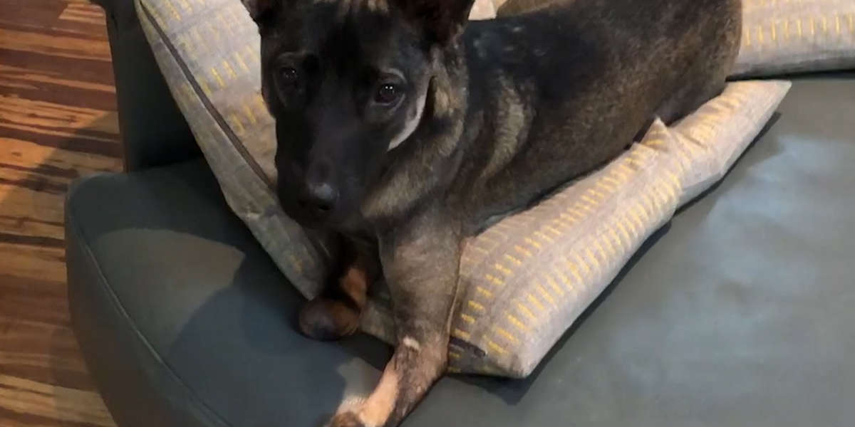 Dog Who Lost His Paws Is Saved By Kindest Man - Videos - The Dodo