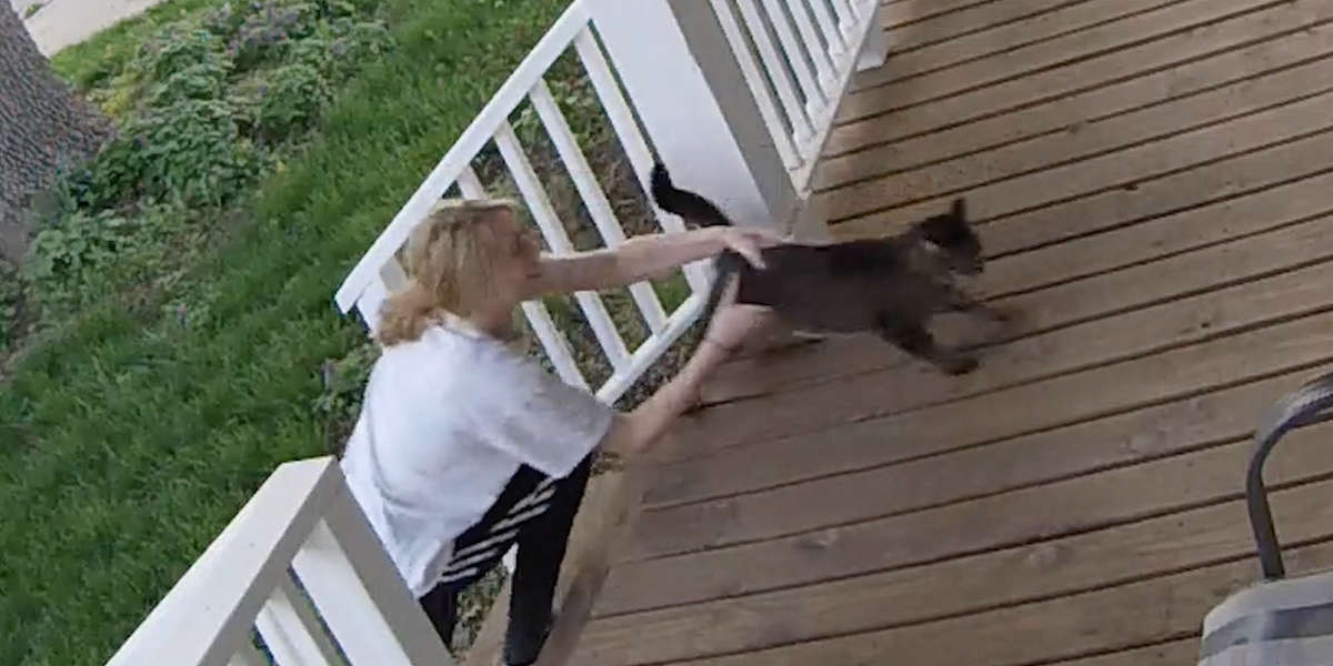 Security Camera Footage Shows Cat Escaping Kidnapper - Videos - The Dodo