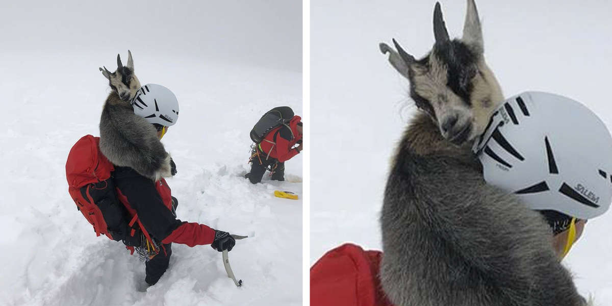 Lost Goat Joins Hikers Climbing The Austrian Alps — And Gets Stuck ...