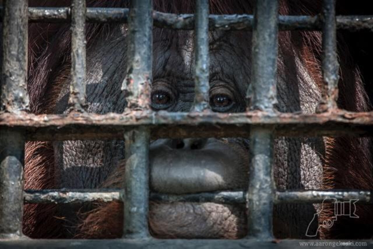 Obese Orangutan Is Eating Himself To Death At Thailand Zoo - The Dodo