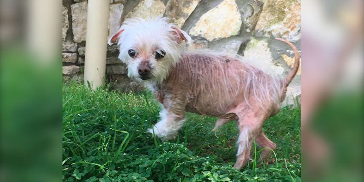 Tiny Bald Dog Found All Alone Has The Best New Family To Love Him - The ...