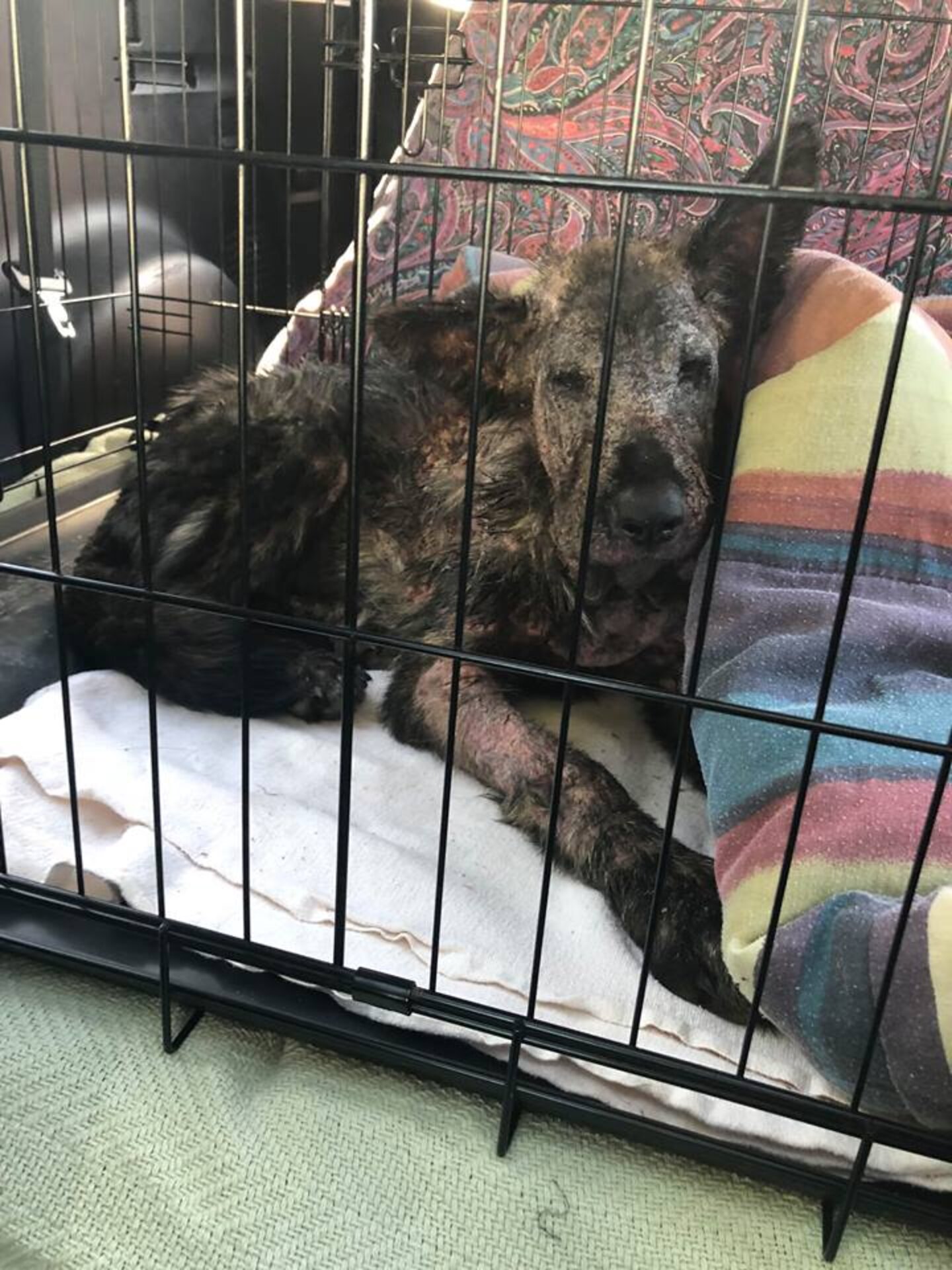 Sick Stray Puppy Looks Totally Different 2 Weeks After Rescue - The Dodo