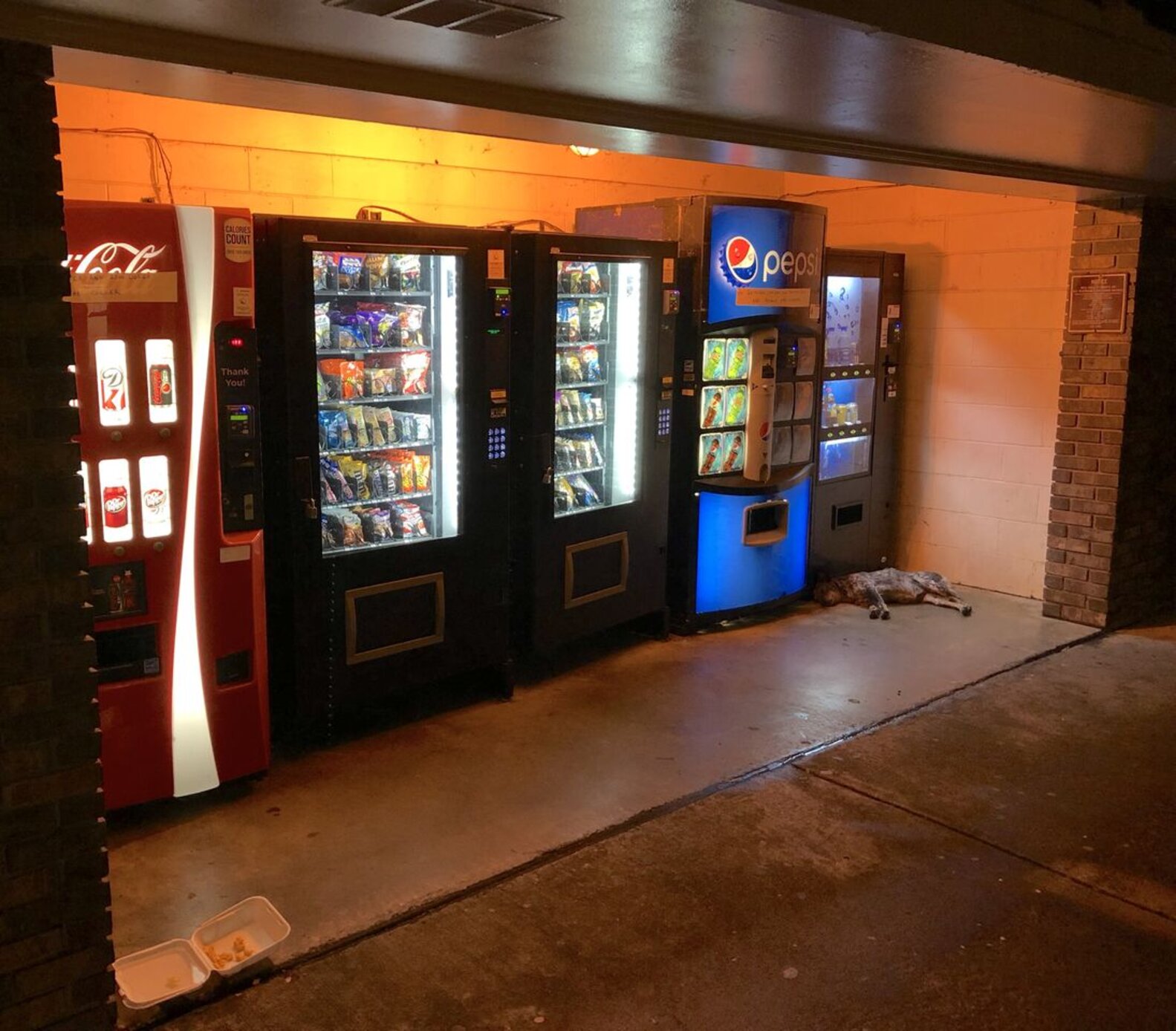 Man Finds Dog Behind Rest Stop Soda Machine And Decides To Save Her ...