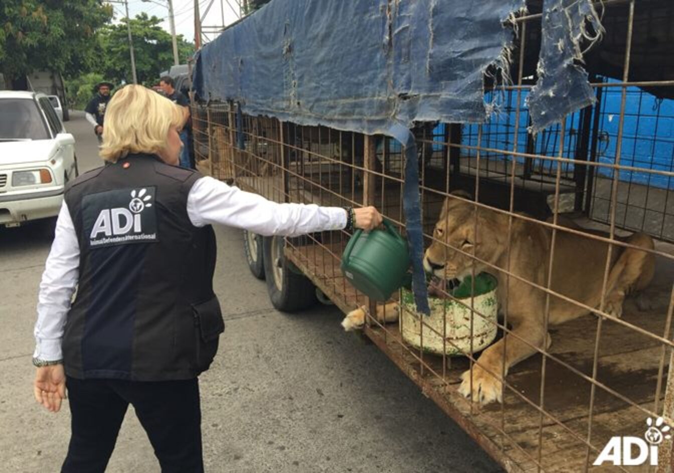 Lion Rescued From Guatemalan Circus Lights Up When Getting Toy - The Dodo