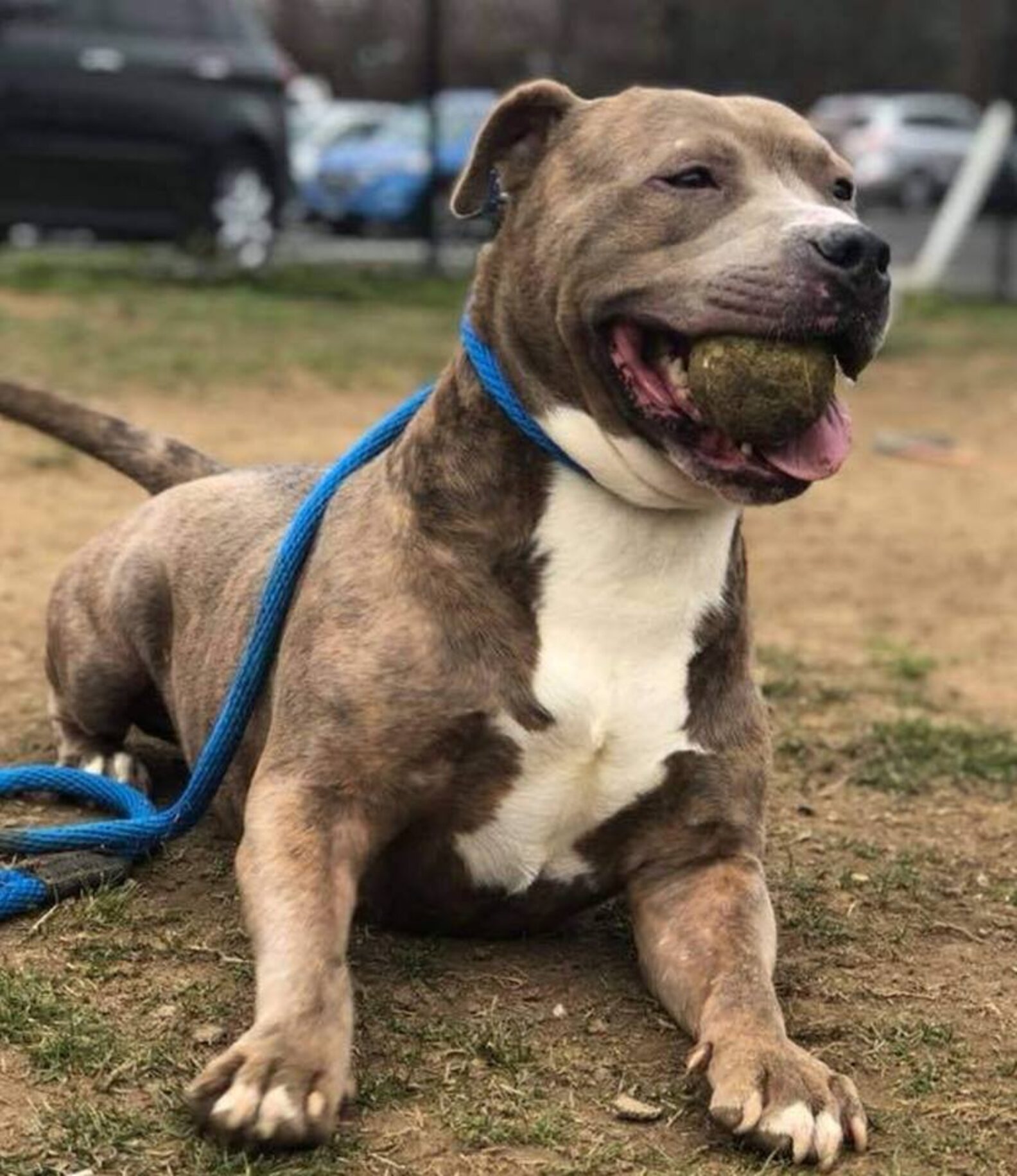 Pit Bull Couldn’t Stop Wagging His Tail After Being Rescued - The Dodo