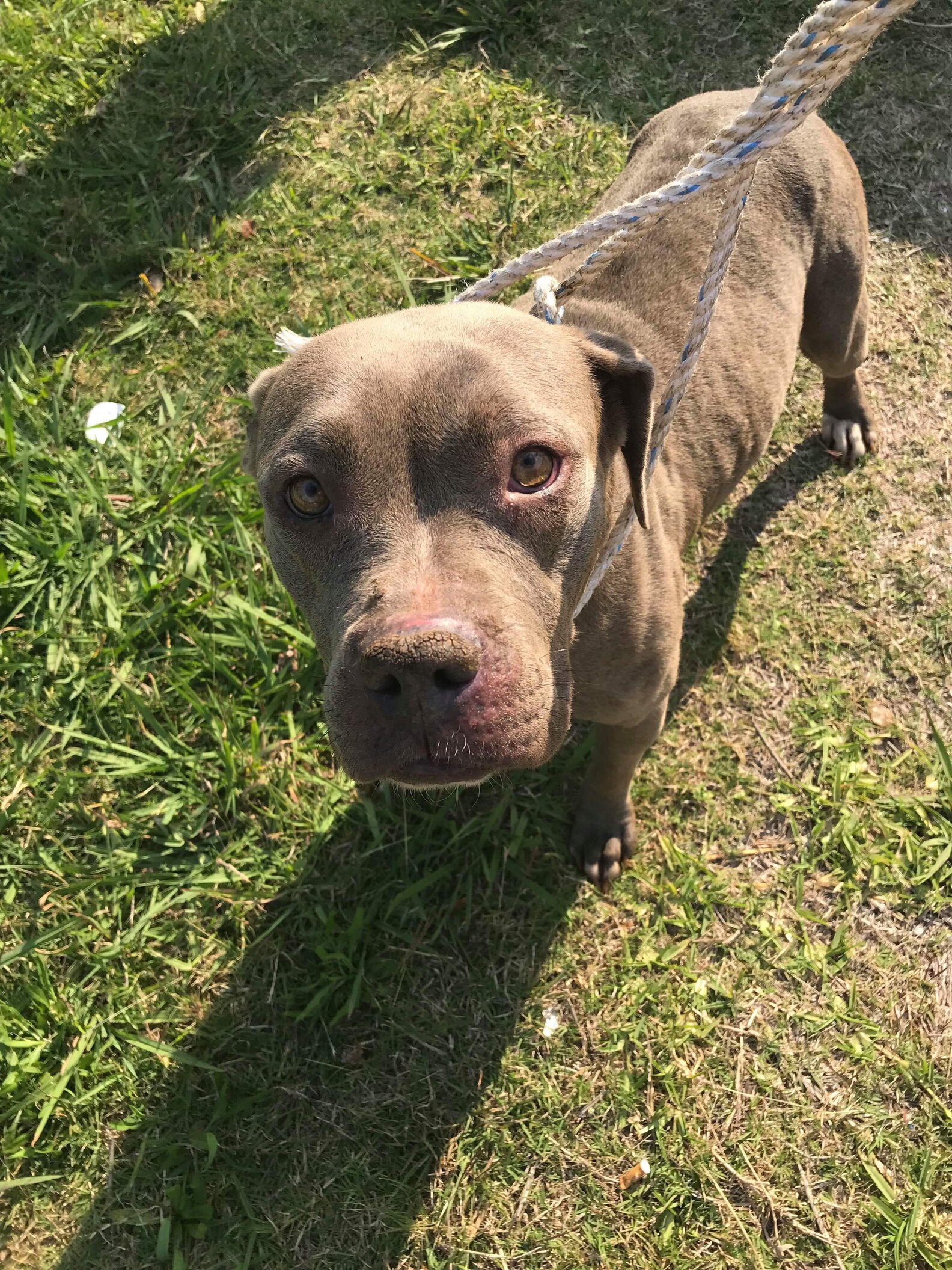 Realtor Finds Pit Bull Chained Up In Abandoned Tire Store - The Dodo
