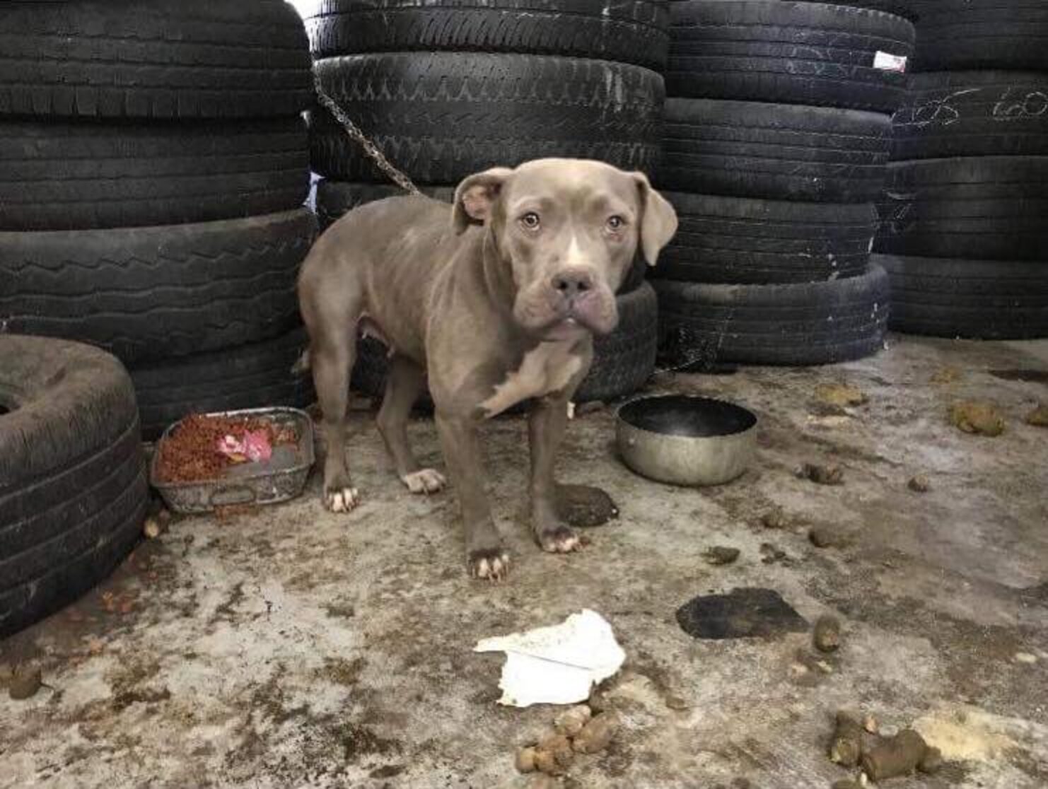 Realtor Finds Pit Bull Chained Up In Abandoned Tire Store - The Dodo