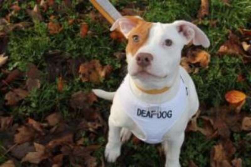 Deaf Dog Finds Best Mom To Teach Him Sign Language - The Dodo