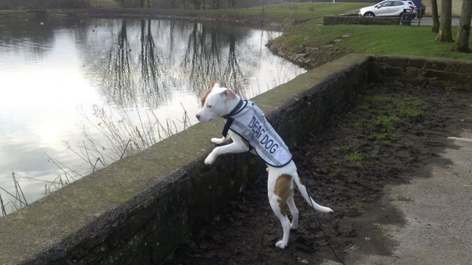 Deaf Dog Finds Best Mom To Teach Him Sign Language - The Dodo