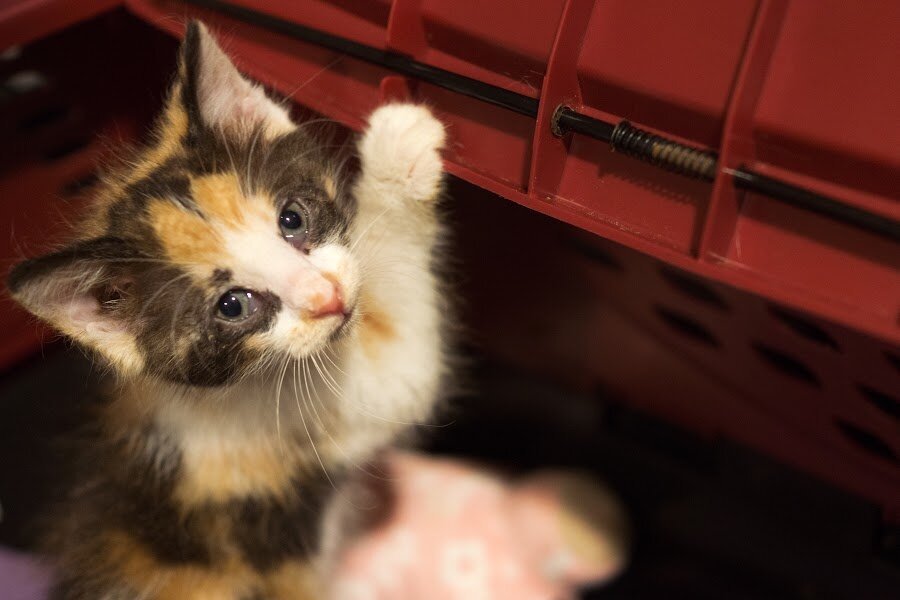 Woman Rescues Kitten Stuffed In Tin Box Outside Shelter - The Dodo