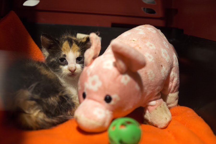 Woman Rescues Kitten Stuffed In Tin Box Outside Shelter - The Dodo