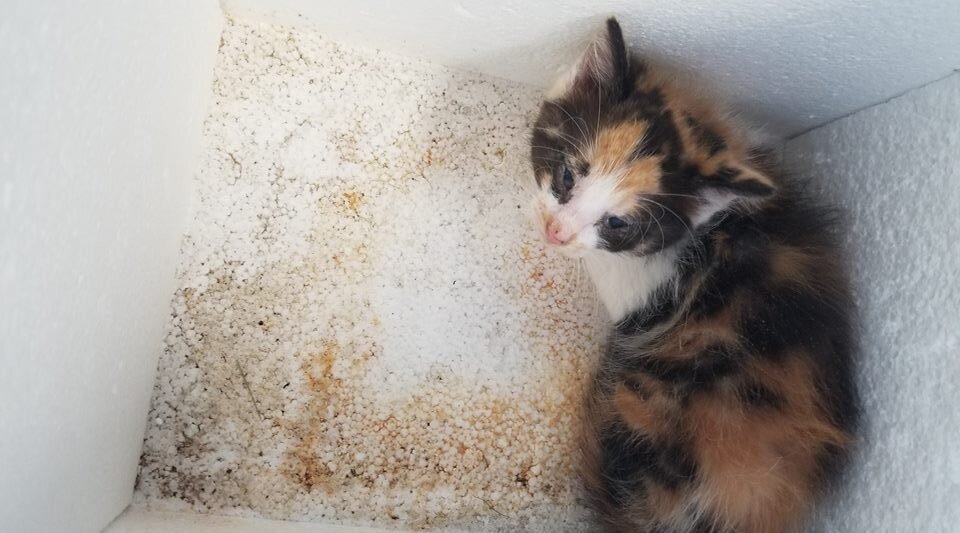 Woman Rescues Kitten Stuffed In Tin Box Outside Shelter - The Dodo