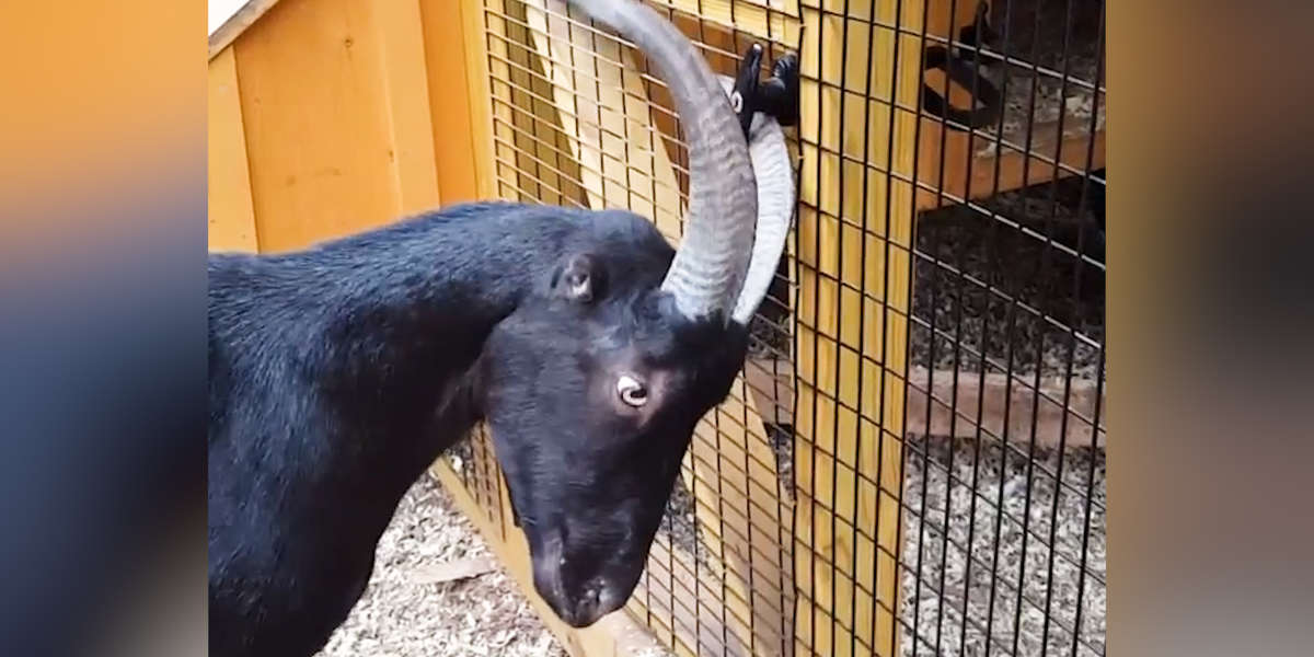 This Rescue Goat Lives To Create Drama - Videos - The Dodo