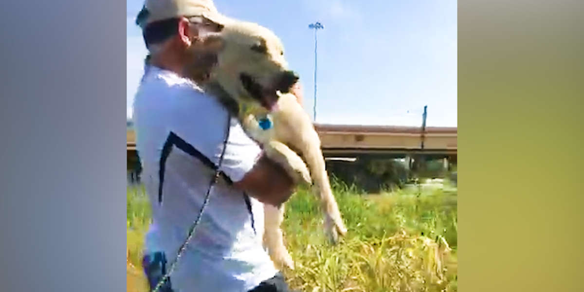 Missing Dog Reunited With Family After Car Accident - Videos - The Dodo