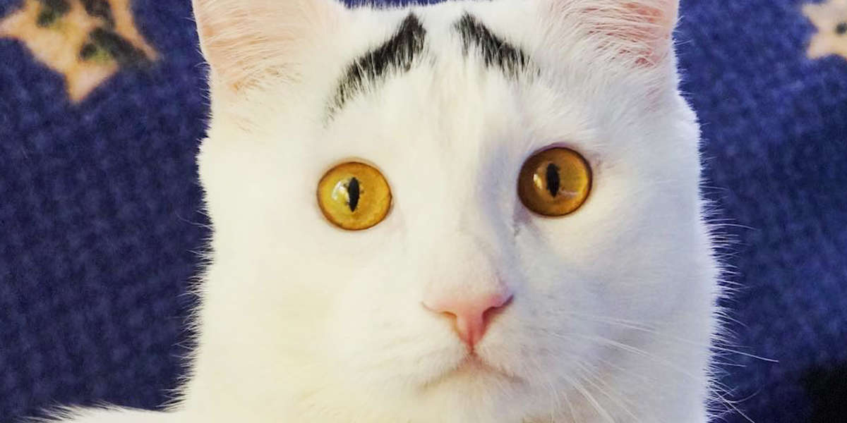 Cat With Eyebrows Is Always Worried - Videos - The Dodo