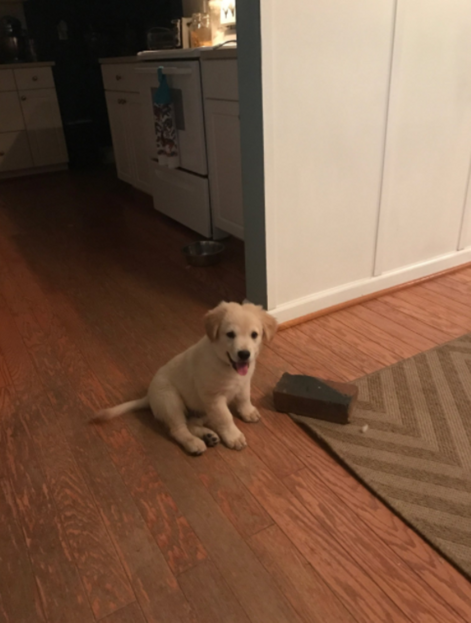 Rescue Dog’s Best Friend Is A Brick - The Dodo