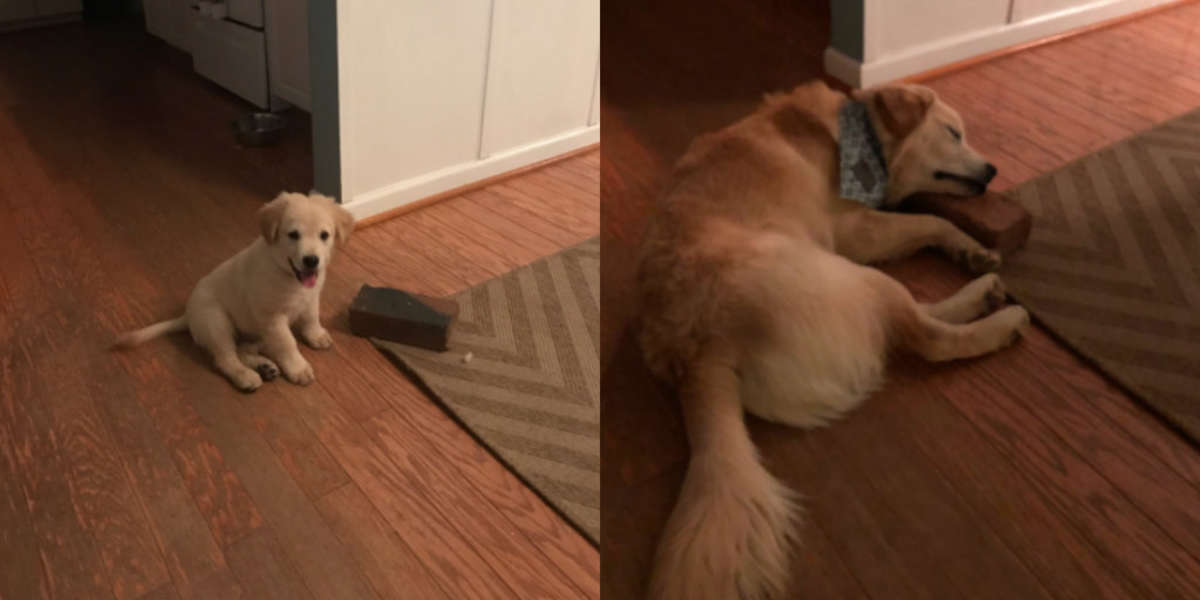 Rescue Dog’s Best Friend Is A Brick - The Dodo