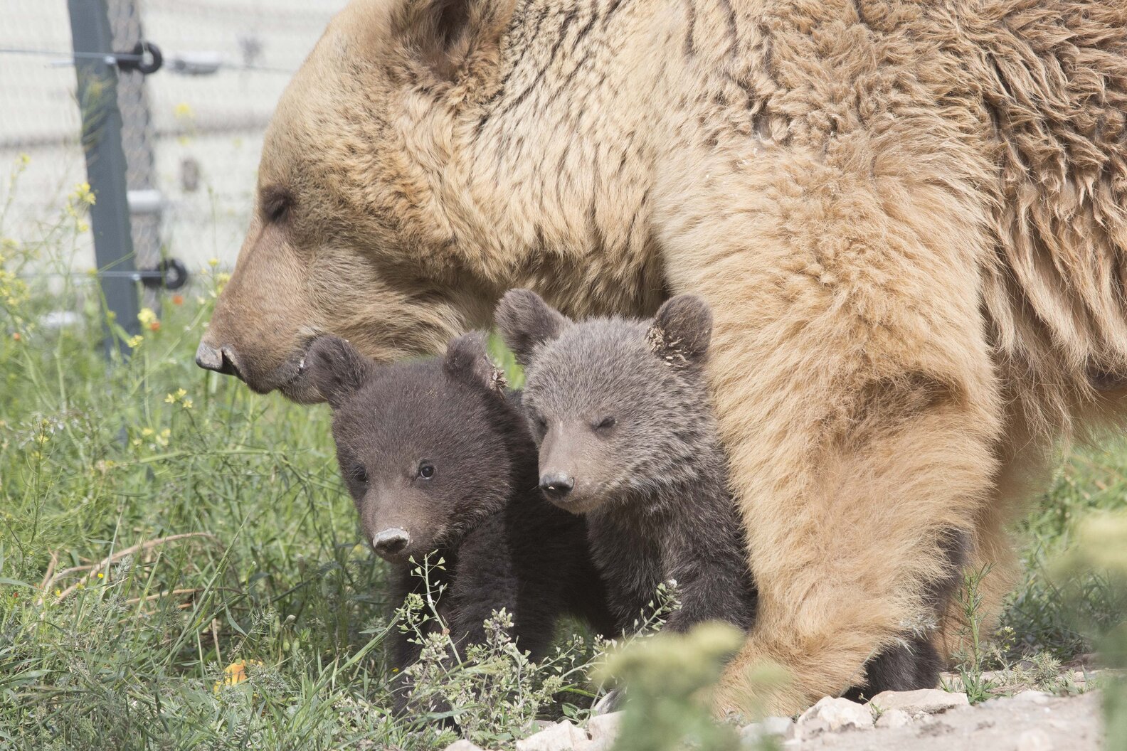 Bear Kept In Cage For 10 Years Surprises Rescuers With Cubs - The Dodo
