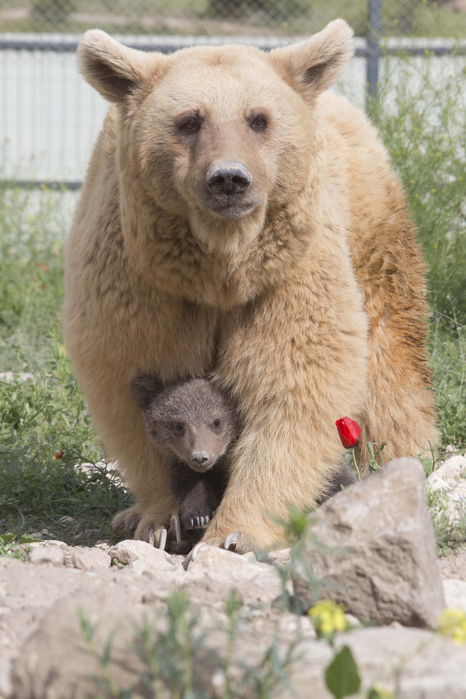 Bear Kept In Cage For 10 Years Surprises Rescuers With Cubs - The Dodo
