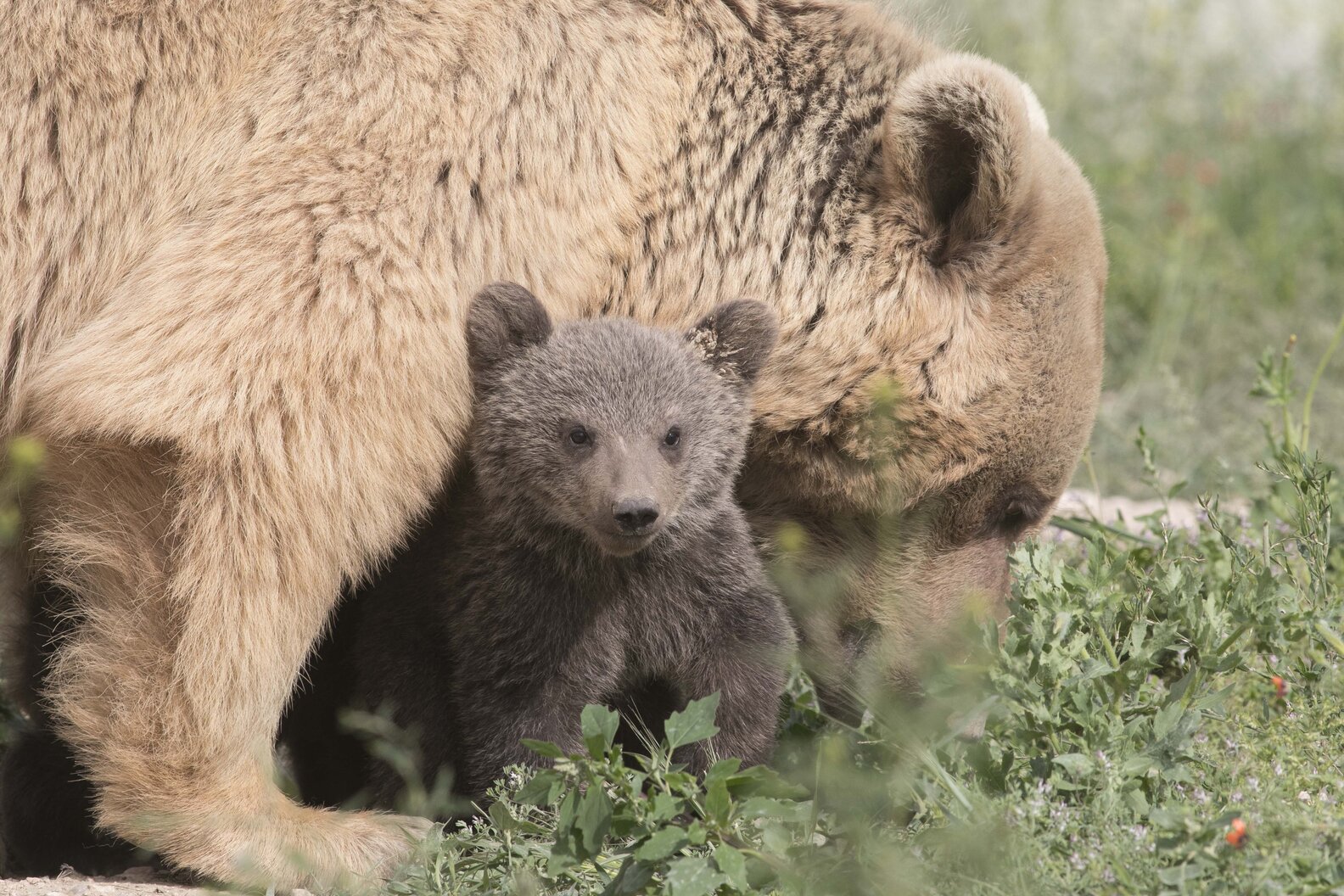 Bear Kept In Cage For 10 Years Surprises Rescuers With Cubs - The Dodo
