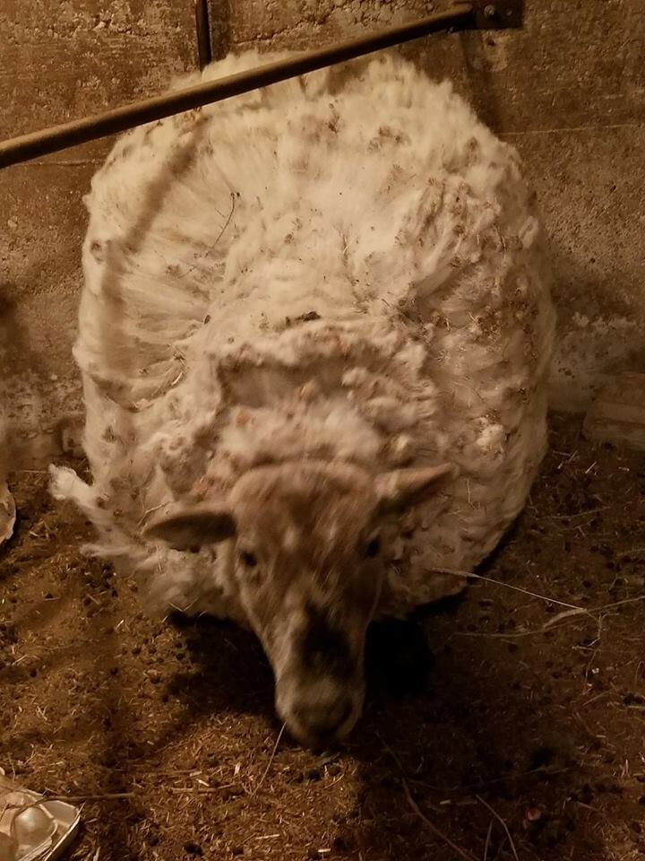 Sheep Abandoned In Locked Barn After Family Moved Away - The Dodo