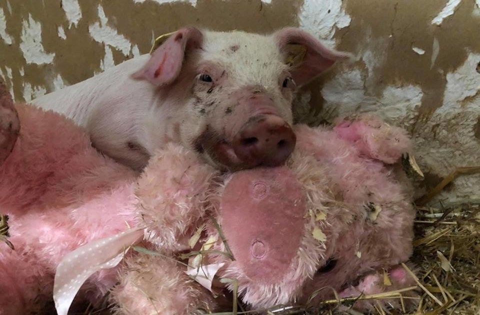 Piglet Who Fell From Truck In Iowa Snuggles With Stuffed Animal - The Dodo