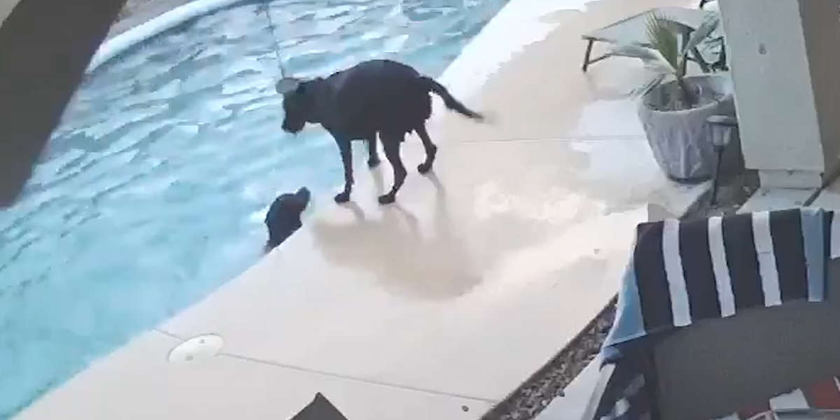 Security Camera Catches Dog Jumping Into Pool To Save His Friend ...